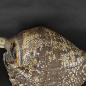 Pututu ceremonial o ritual. Inca - Arteanc